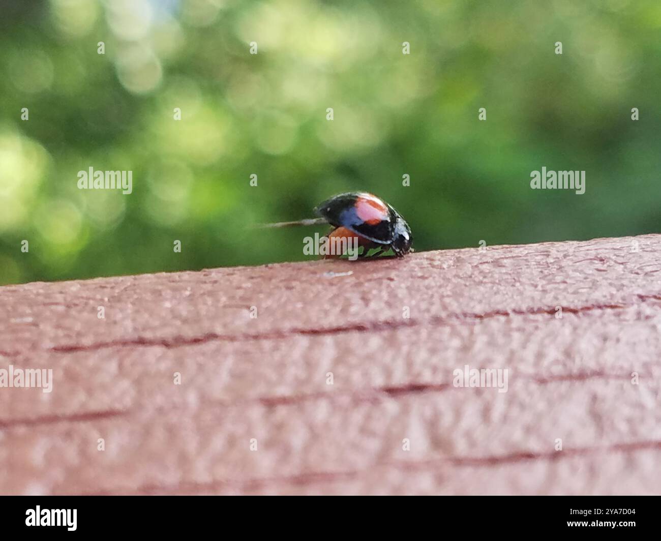 Cactus Lady Beetle (Chilocorus cacti) Insecta Stock Photo - Alamy