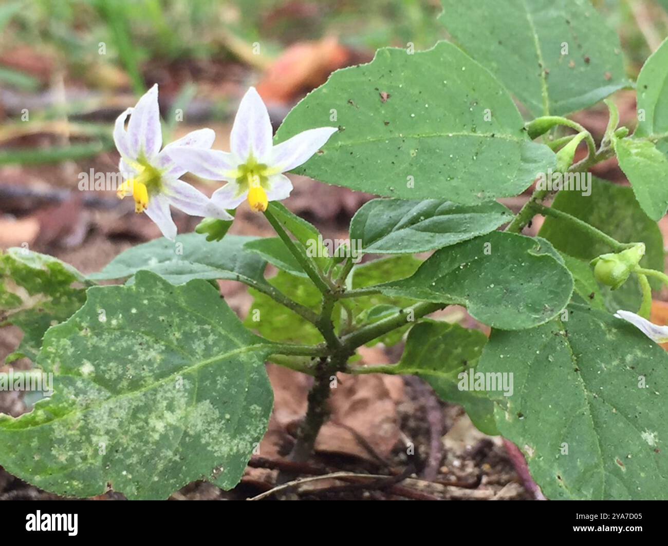 eastern black nightshade (Solanum emulans) Plantae Stock Photo - Alamy