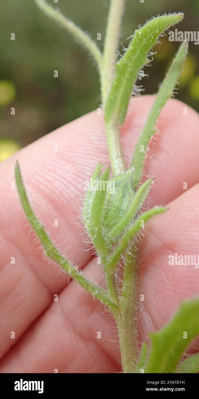 Cape marigold (Dimorphotheca sinuata) Plantae Stock Photo - Alamy