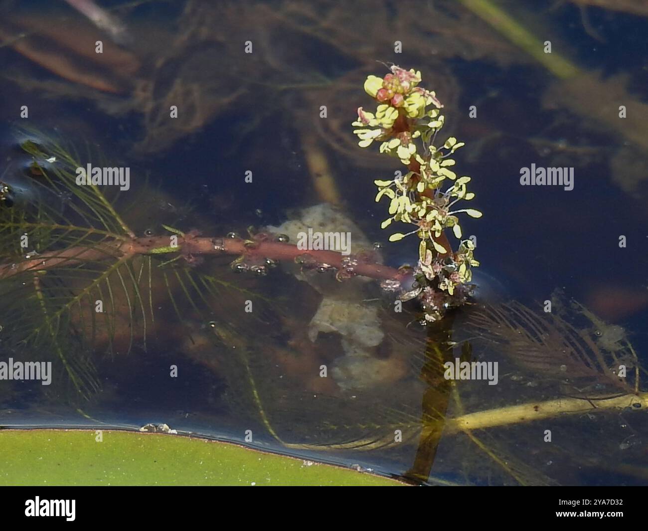 Eurasian water-milfoil (Myriophyllum spicatum) Plantae Stock Photo - Alamy