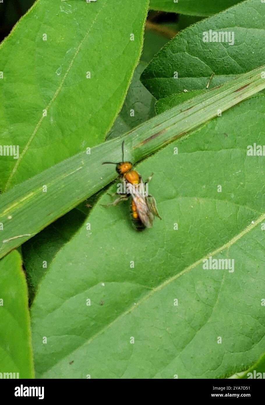 Pure Green Sweat bee (Augochlora pura) Insecta Stock Photo - Alamy