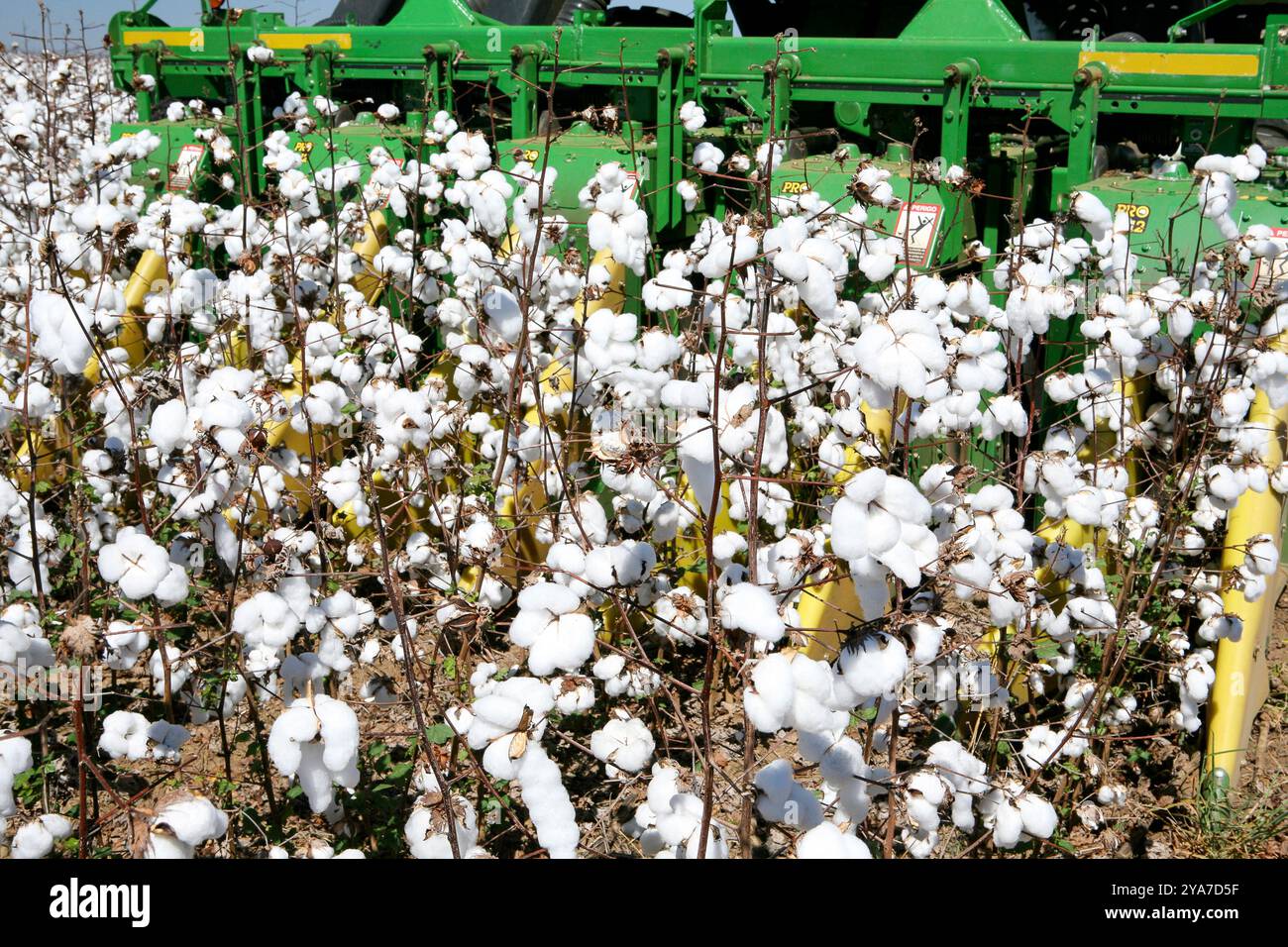 detail of a mechanical harvester working in the cotton field in the ...