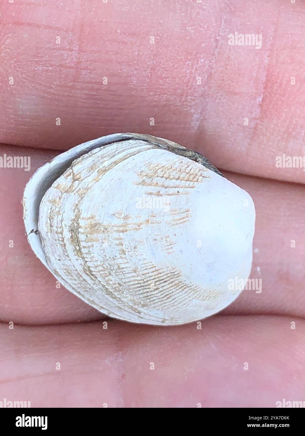 Japanese Littleneck (Ruditapes philippinarum) Mollusca Stock Photo - Alamy