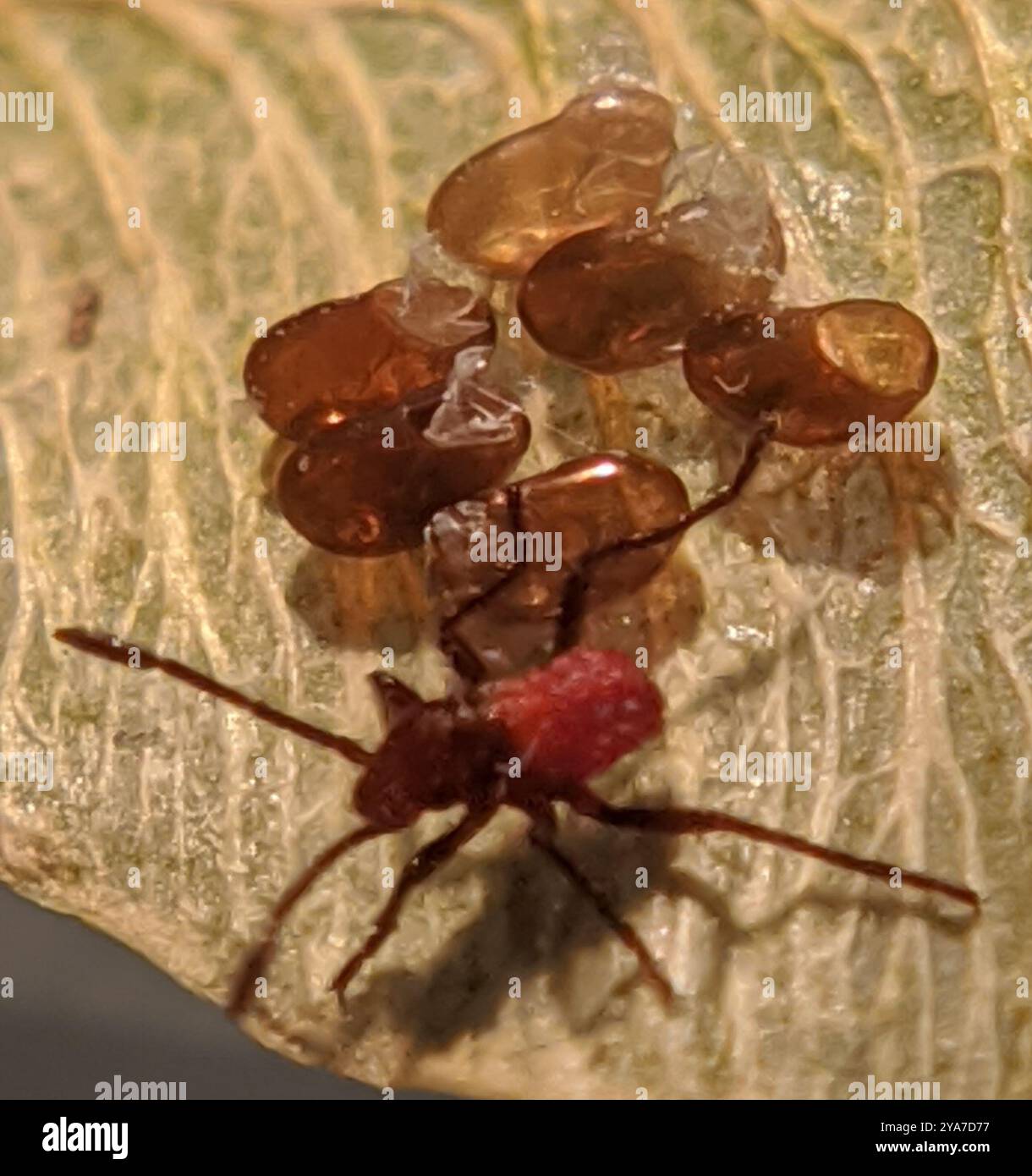 Eastern Boxelder Bug (Boisea trivittata) Insecta Stock Photo - Alamy