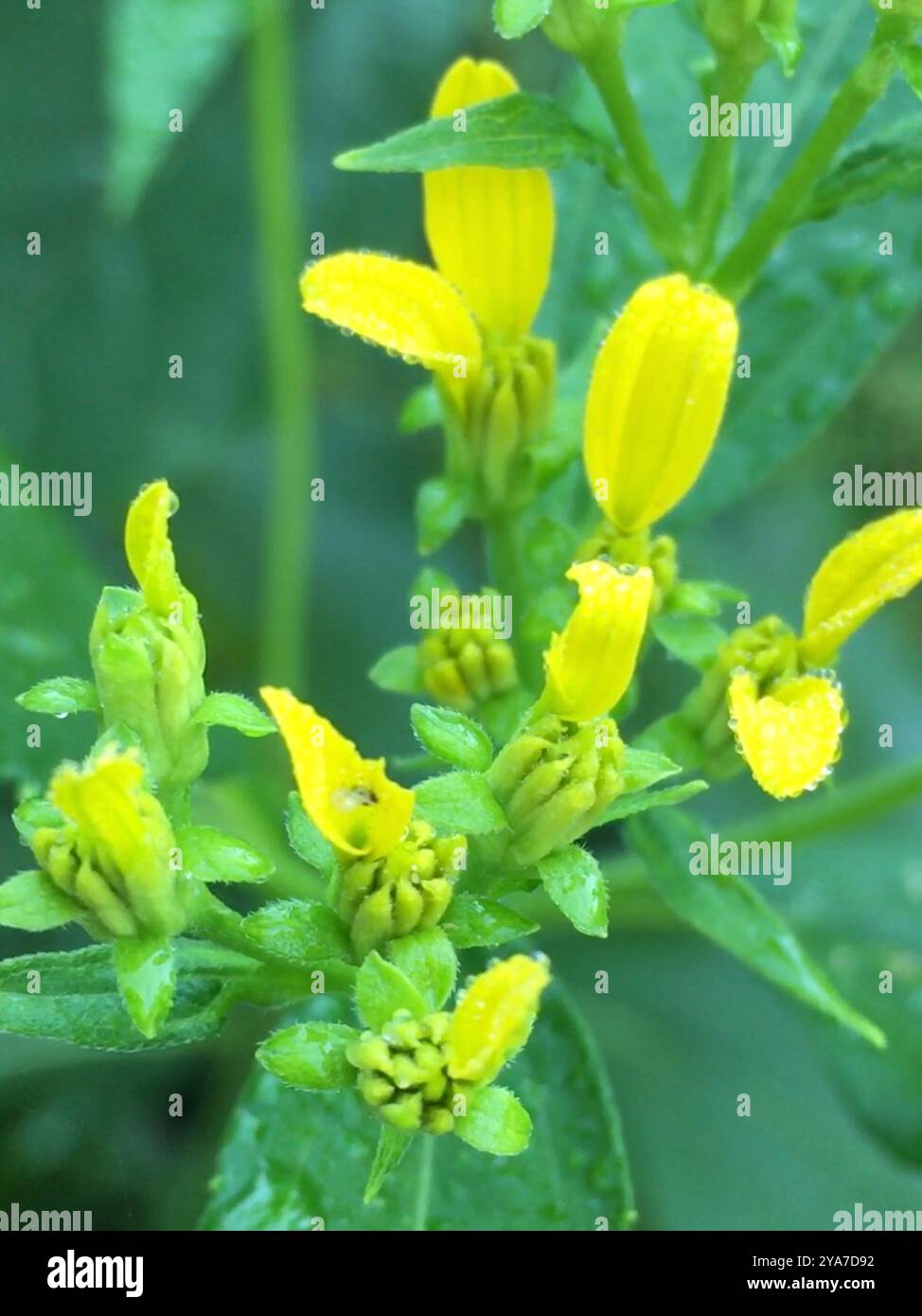 Yellow Crownbeard (Verbesina occidentalis) Plantae Stock Photo - Alamy