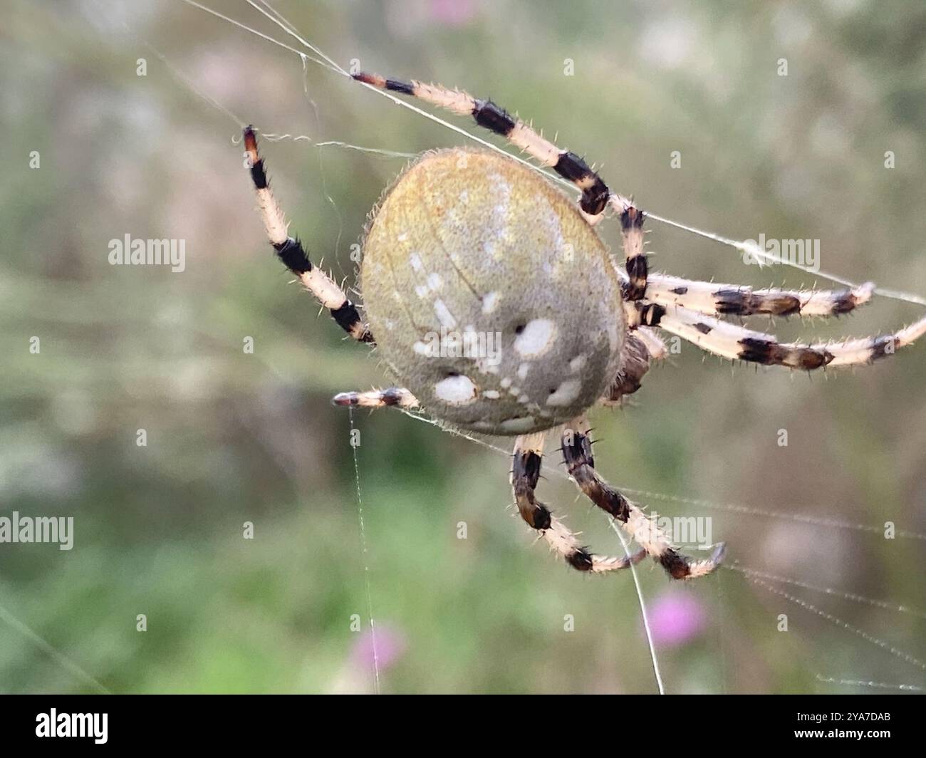 Four-spot Orbweaver (Araneus quadratus) Arachnida Stock Photo - Alamy