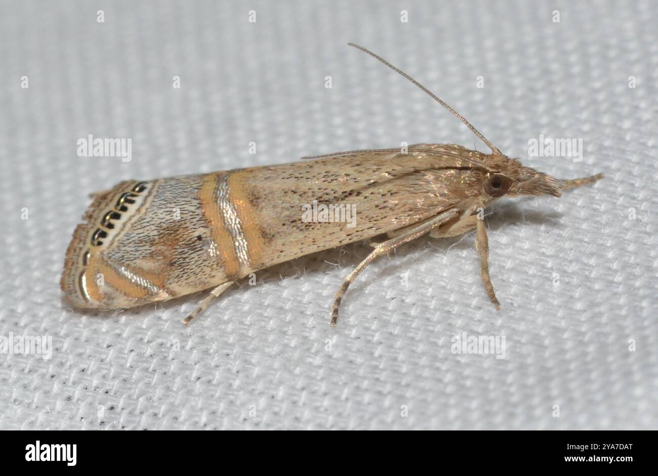 California Grass-veneer Moth (Euchromius californicalis) Insecta Stock ...