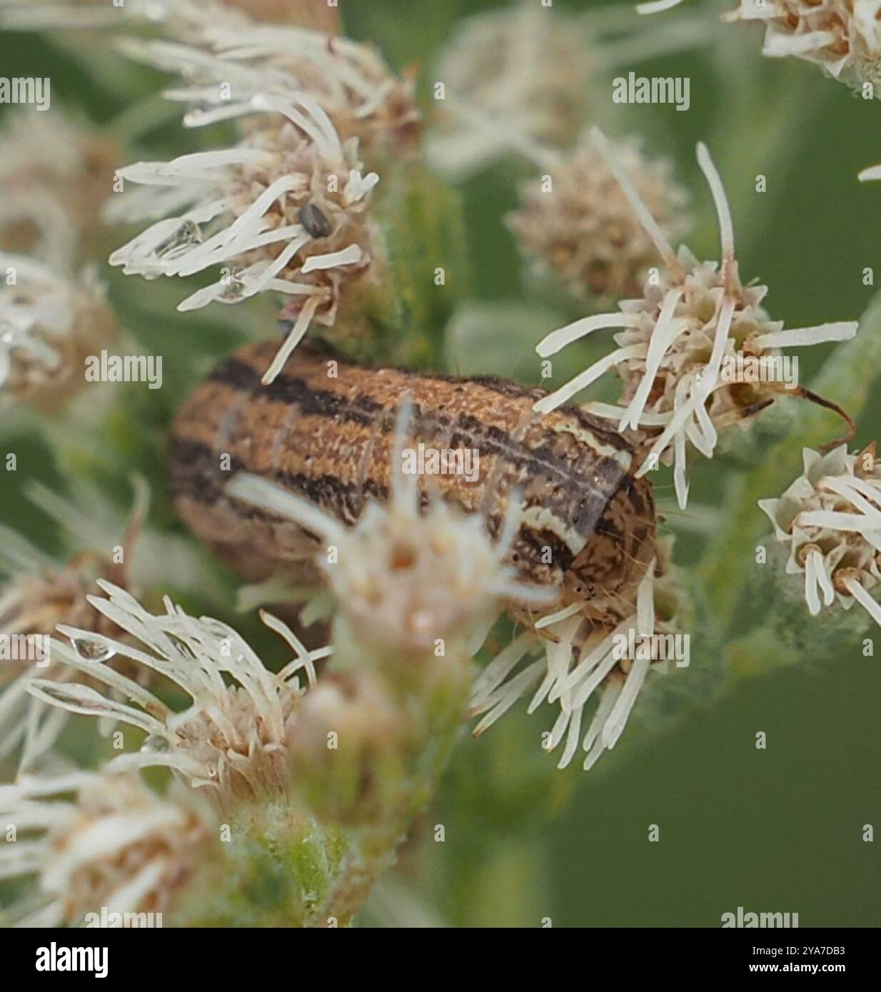 Cutworm Moths and Allies (Noctuidae) Insecta Stock Photo - Alamy