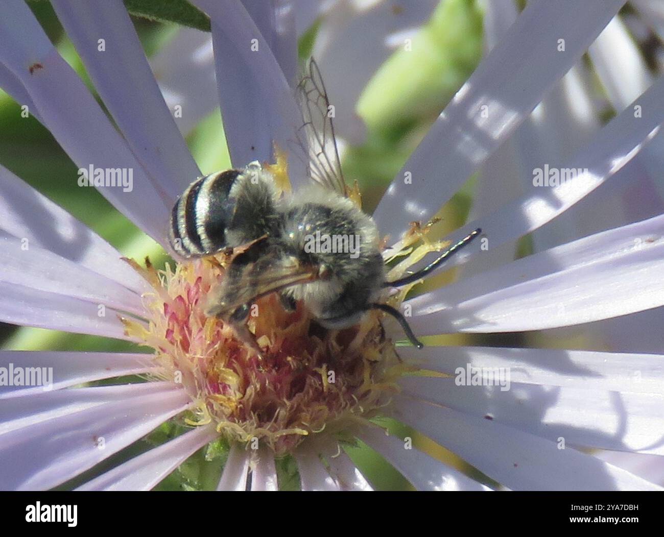 Urbane Digger Bee (Anthophora urbana) Insecta Stock Photo - Alamy