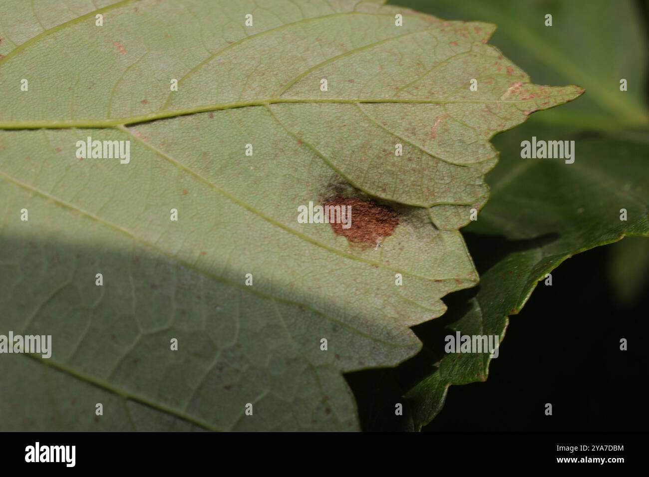 Sycamore Felt Gall Mite (Aceria pseudoplatani) Arachnida Stock Photo ...