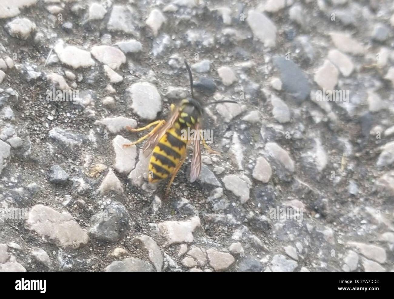 Common European Yellowjacket (Vespula vulgaris) Insecta Stock Photo - Alamy