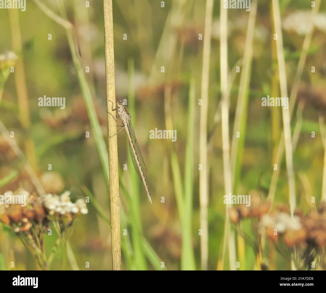 Siberian Winter Damsel (Sympecma paedisca) Insecta Stock Photo - Alamy