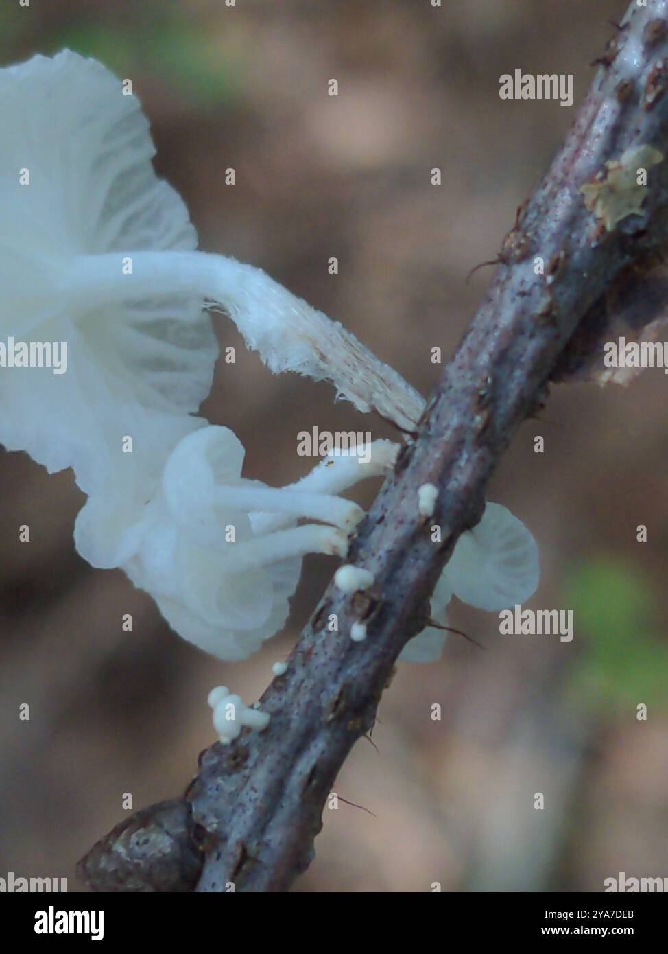 Fairy Parachutes (Marasmiellus candidus) Fungi Stock Photo - Alamy