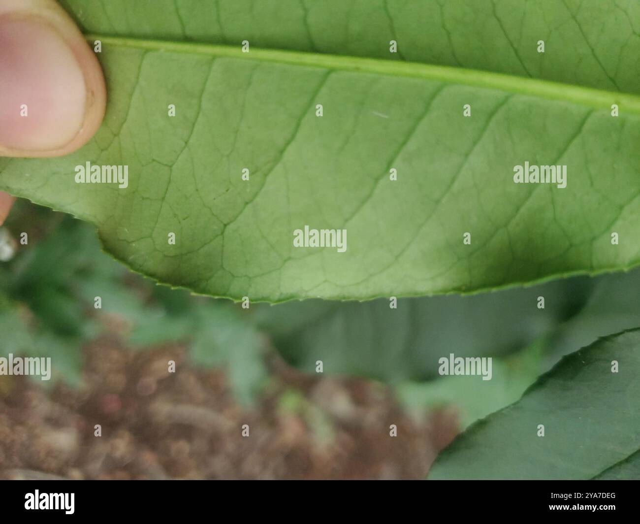 Chinese Photinia (Photinia serratifolia) Plantae Stock Photo - Alamy