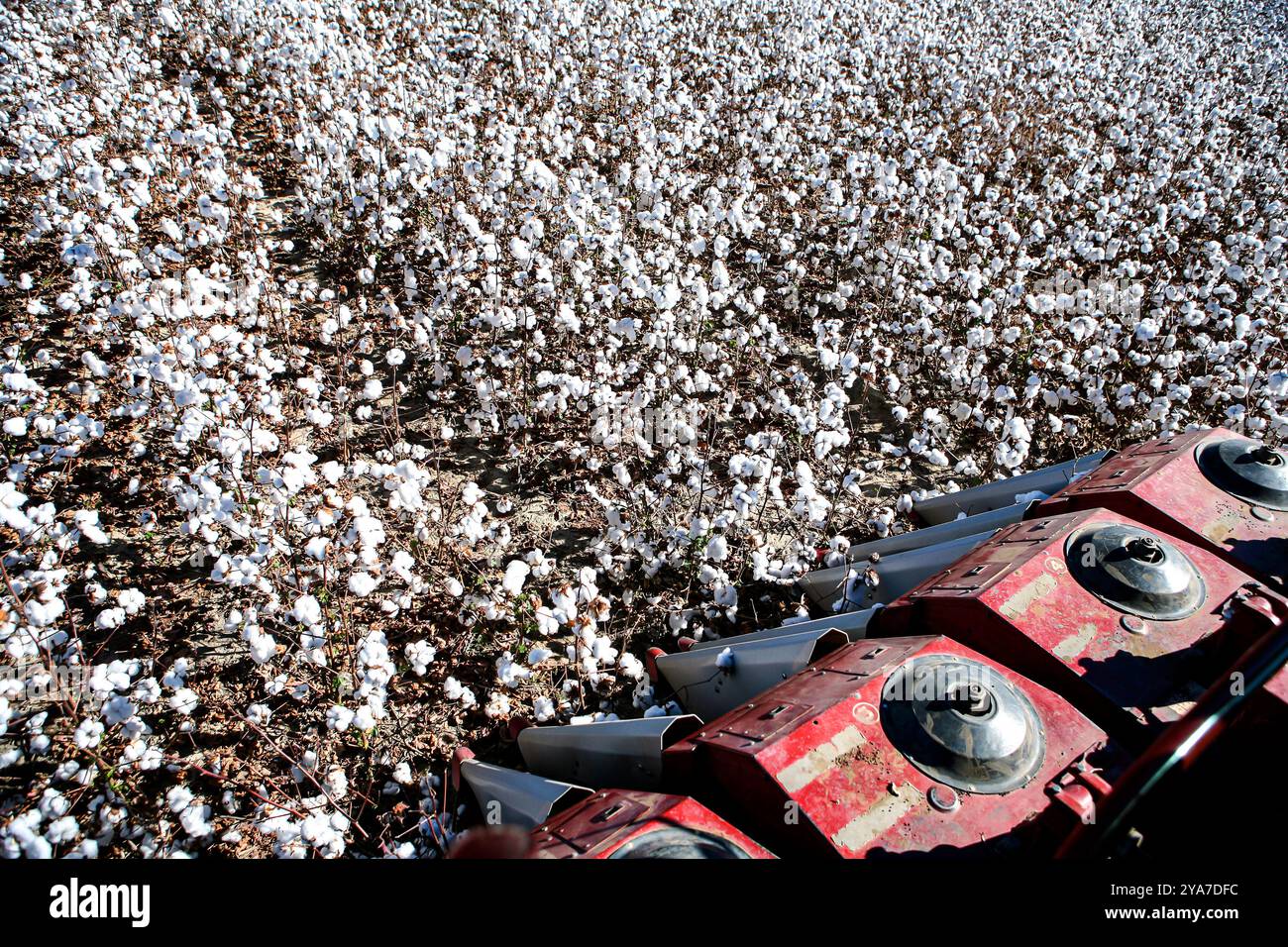 detail of a mechanical harvester working in the cotton field in the ...