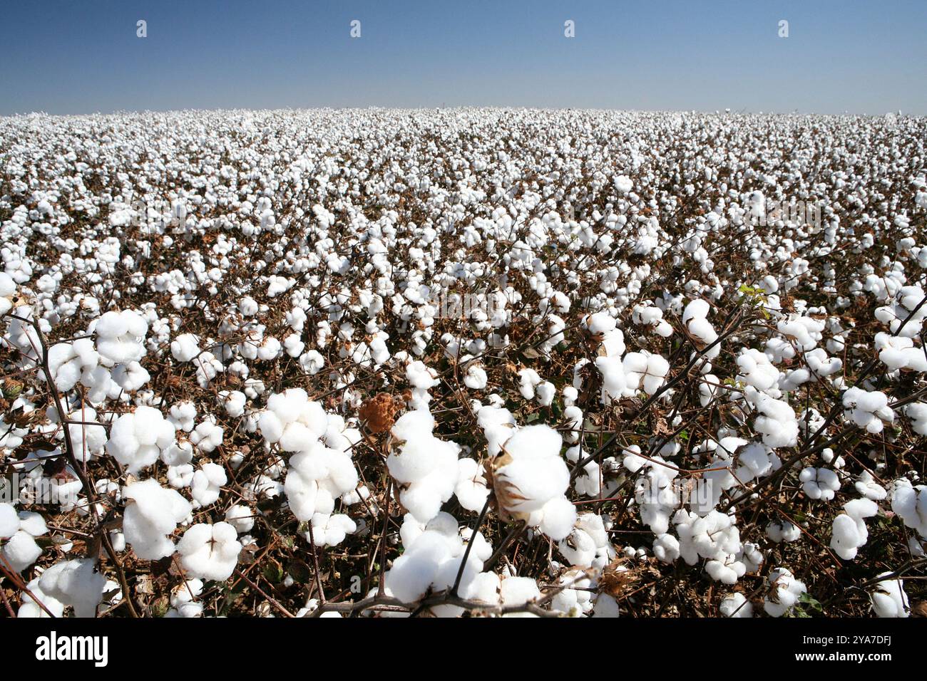Organic cotton plants field hi-res stock photography and images - Alamy