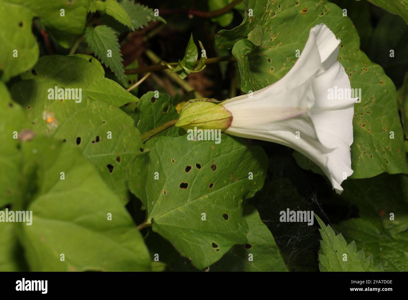 large bindweed (Calystegia silvatica) Plantae Stock Photo - Alamy