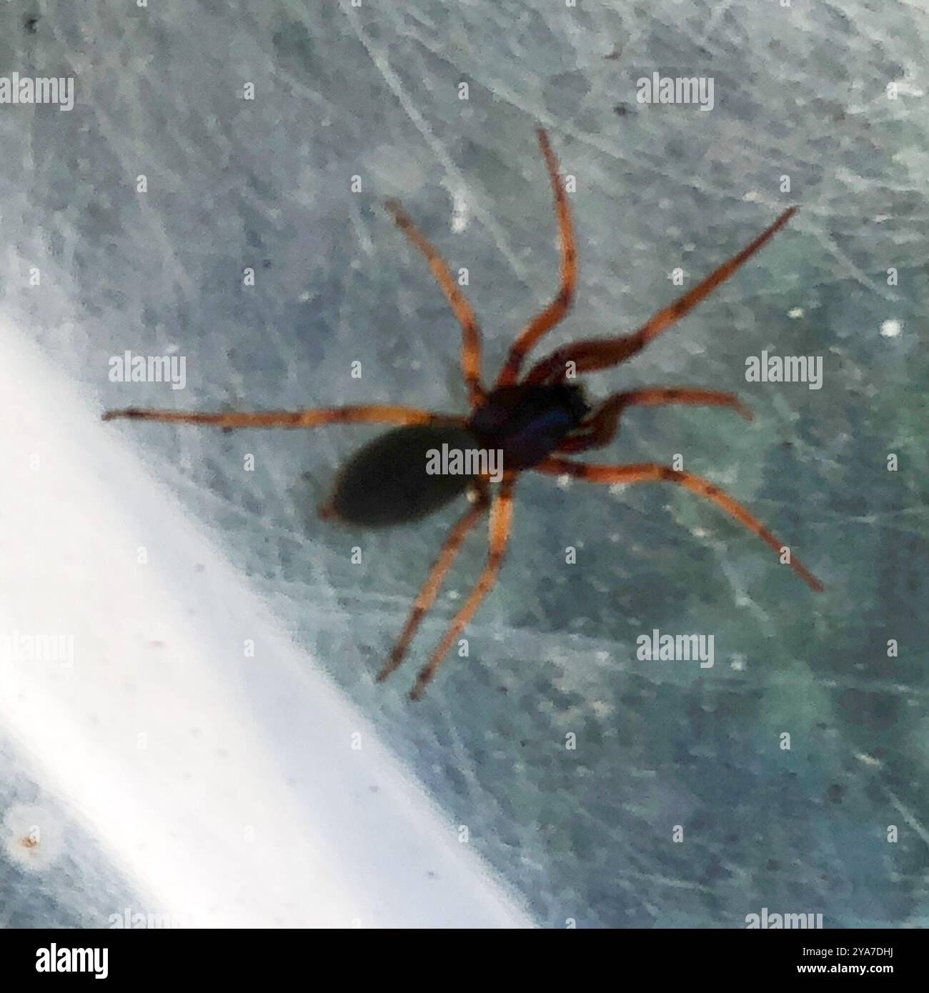 Broad-faced Sac Spider (Trachelas tranquillus) Arachnida Stock Photo ...