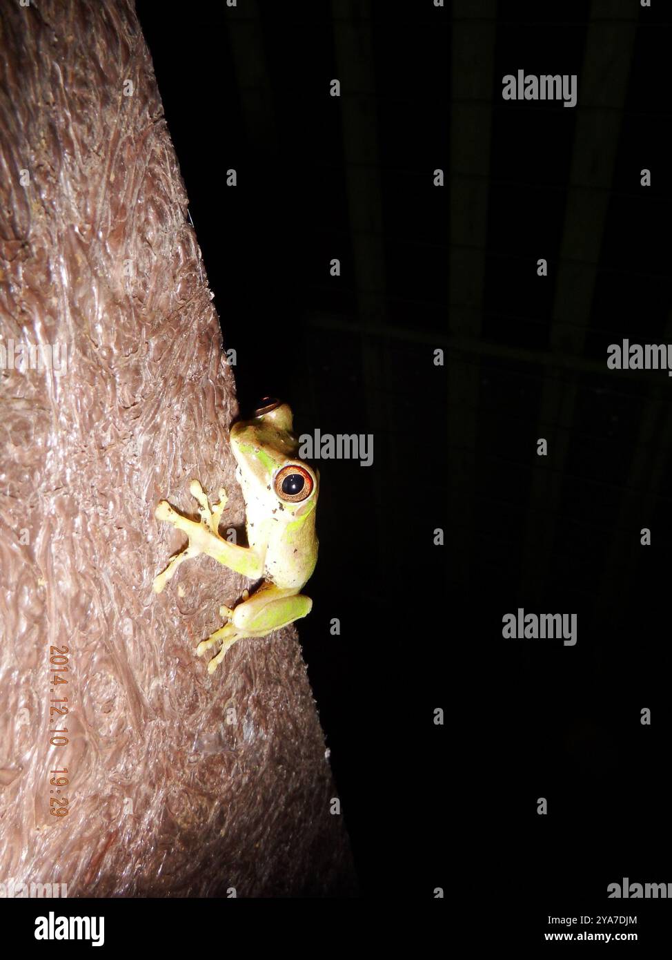 Natal Forest Tree Frog (Leptopelis natalensis) Amphibia Stock Photo - Alamy