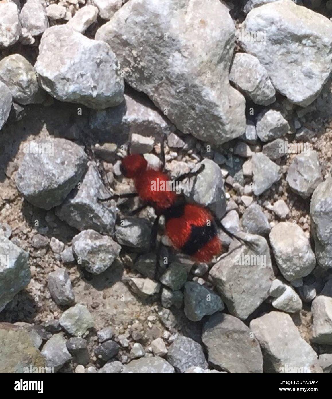 Common Eastern Velvet Ant (Dasymutilla occidentalis) Insecta Stock ...