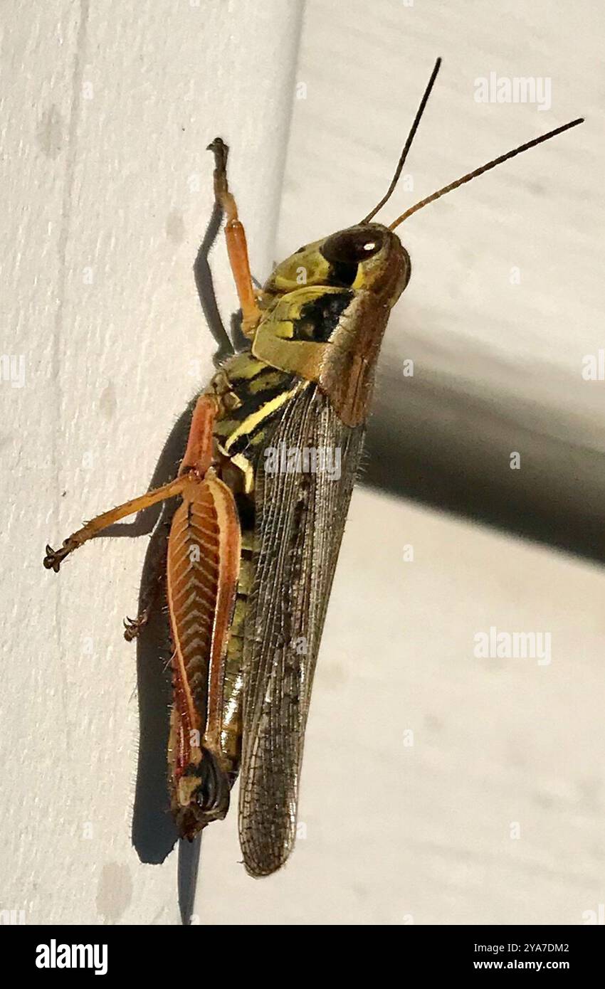 Red-legged Grasshopper (Melanoplus femurrubrum) Insecta Stock Photo - Alamy