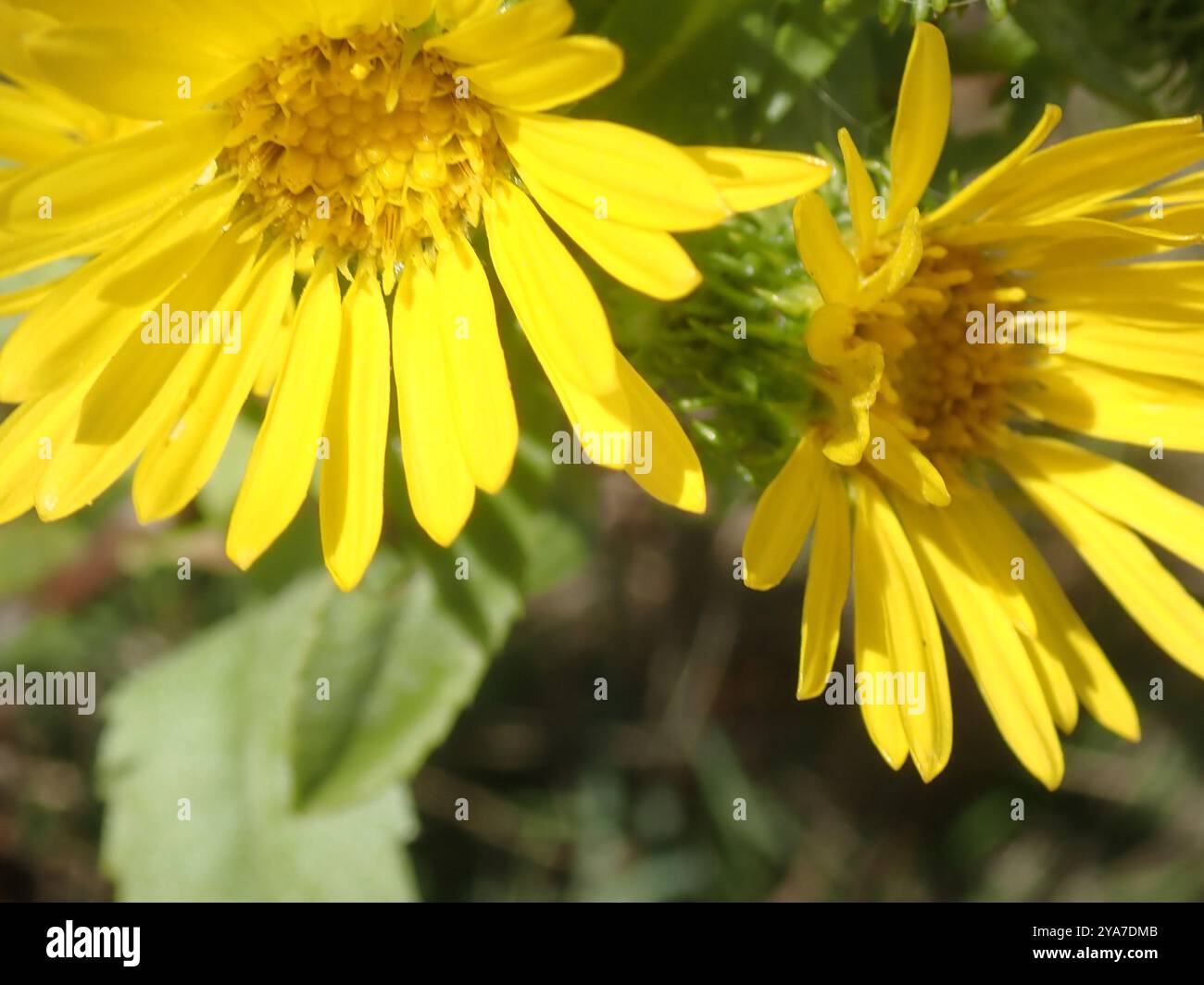 Oregon Gumplant (Grindelia stricta) Plantae Stock Photo - Alamy