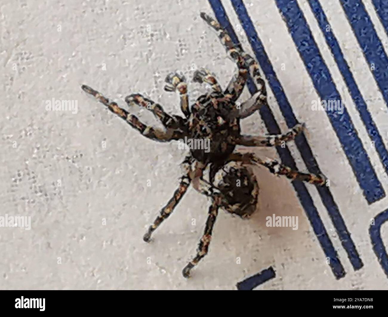 Downy jumping spider (Attulus pubescens) Arachnida Stock Photo - Alamy