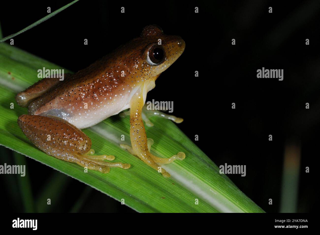 Fornasini's Spiny Reed Frog (Afrixalus fornasini) Amphibia Stock Photo ...