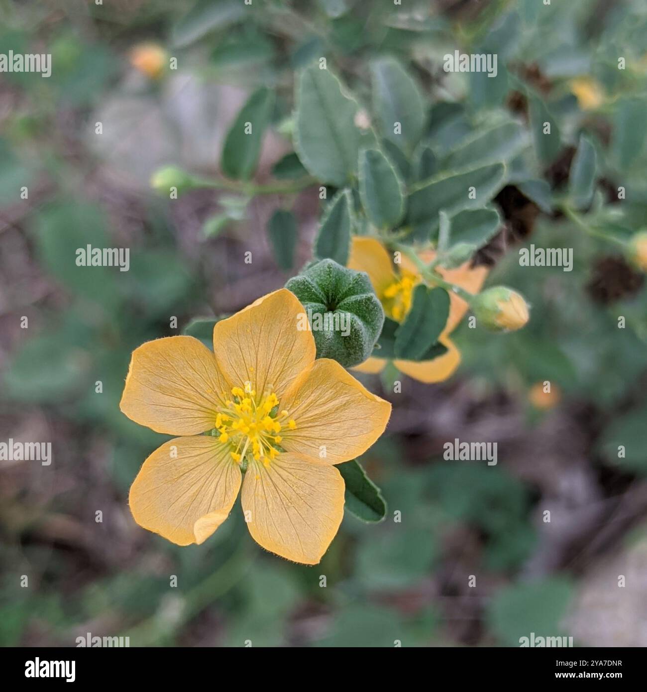 sweet Indian Mallow (Abutilon fruticosum) Plantae Stock Photo - Alamy