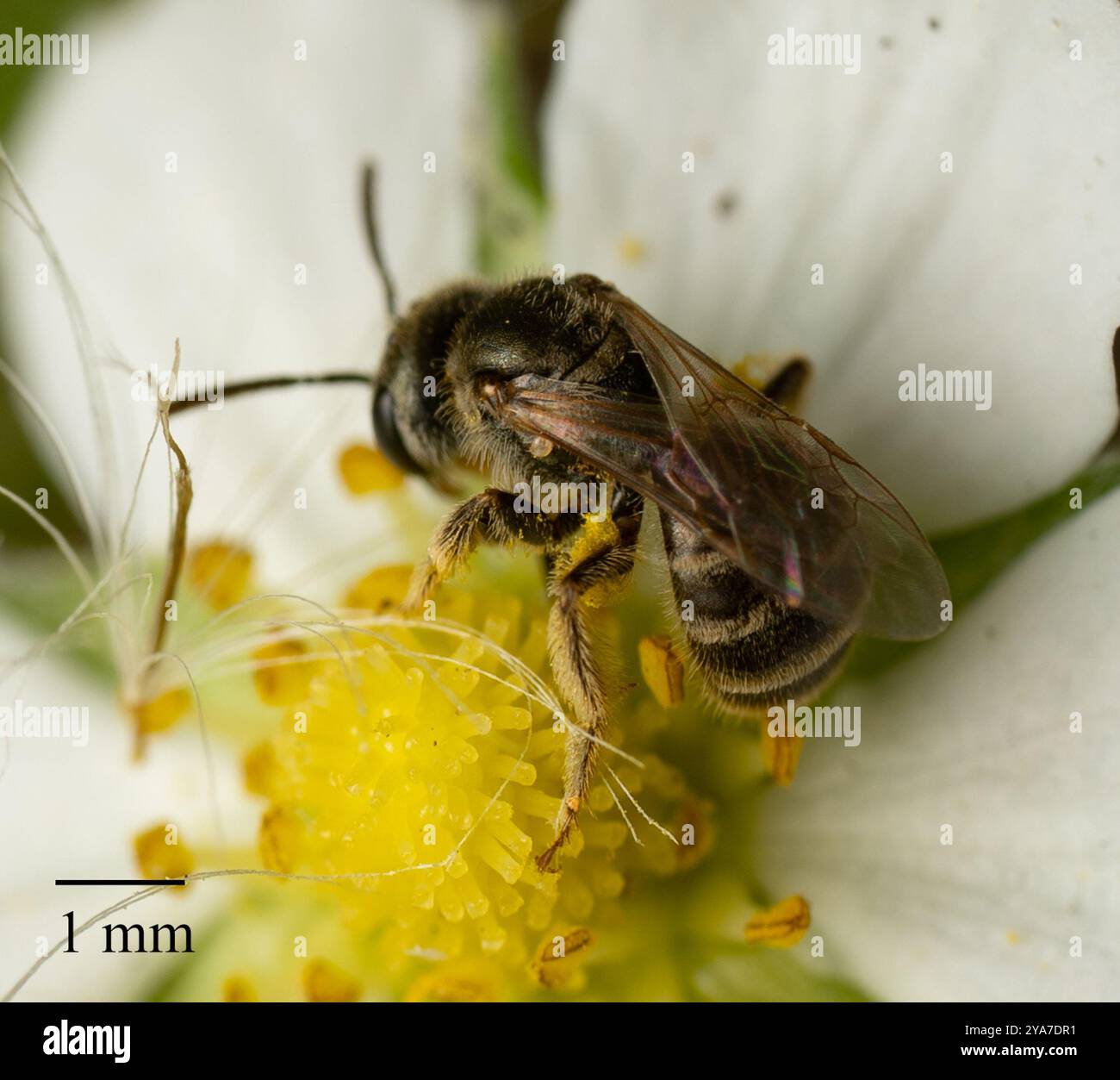 Halictus tripartitus hi-res stock photography and images - Alamy