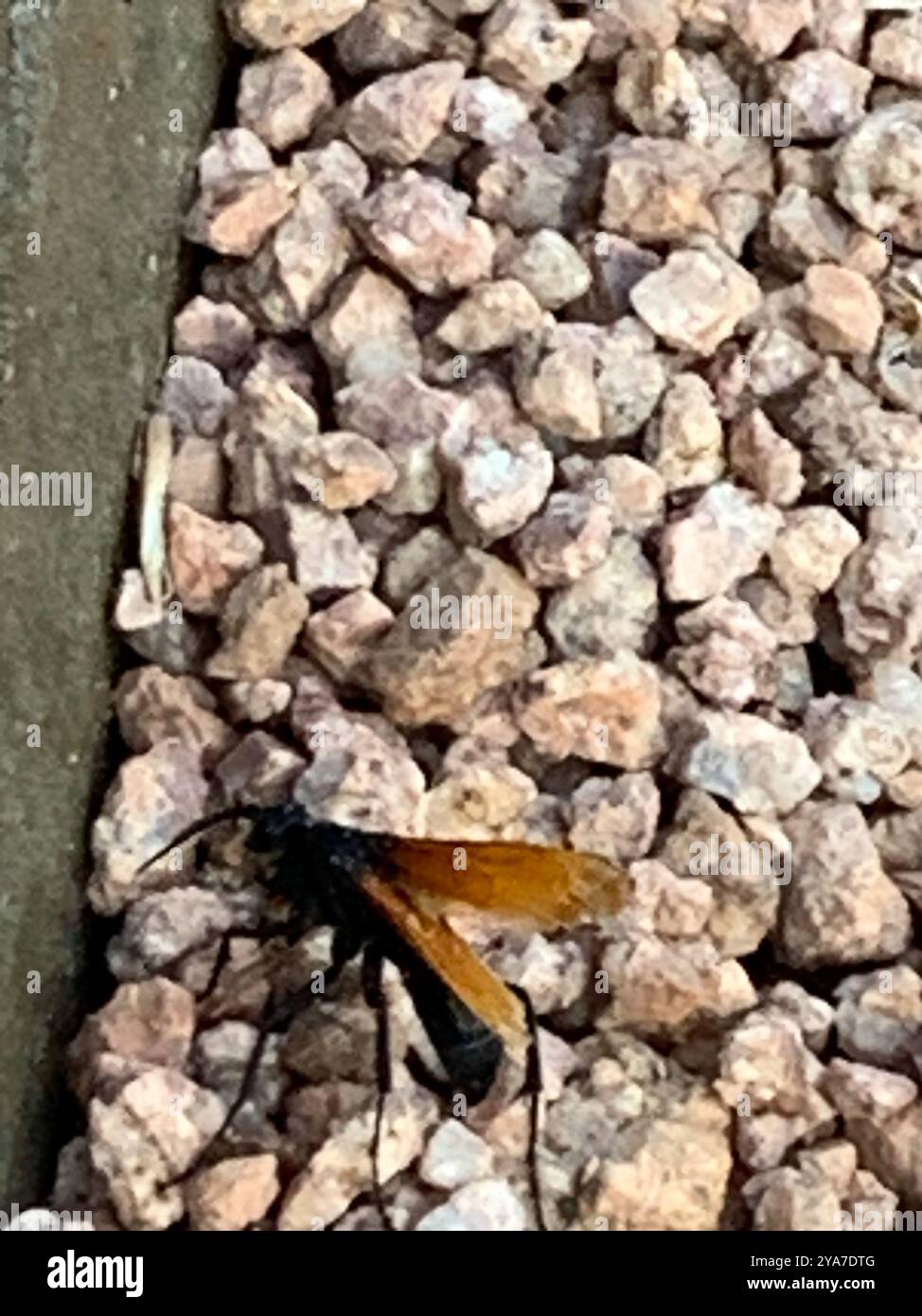 New World Tarantula-hawk Wasps (Pepsis) Insecta Stock Photo - Alamy
