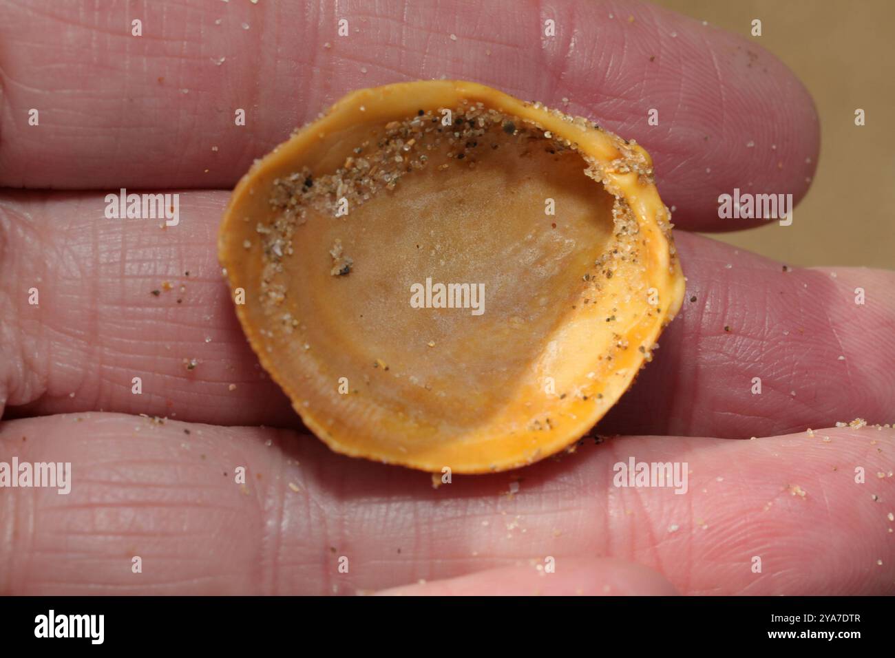 Norwegian Egg Cockle (Laevicardium crassum) Mollusca Stock Photo - Alamy