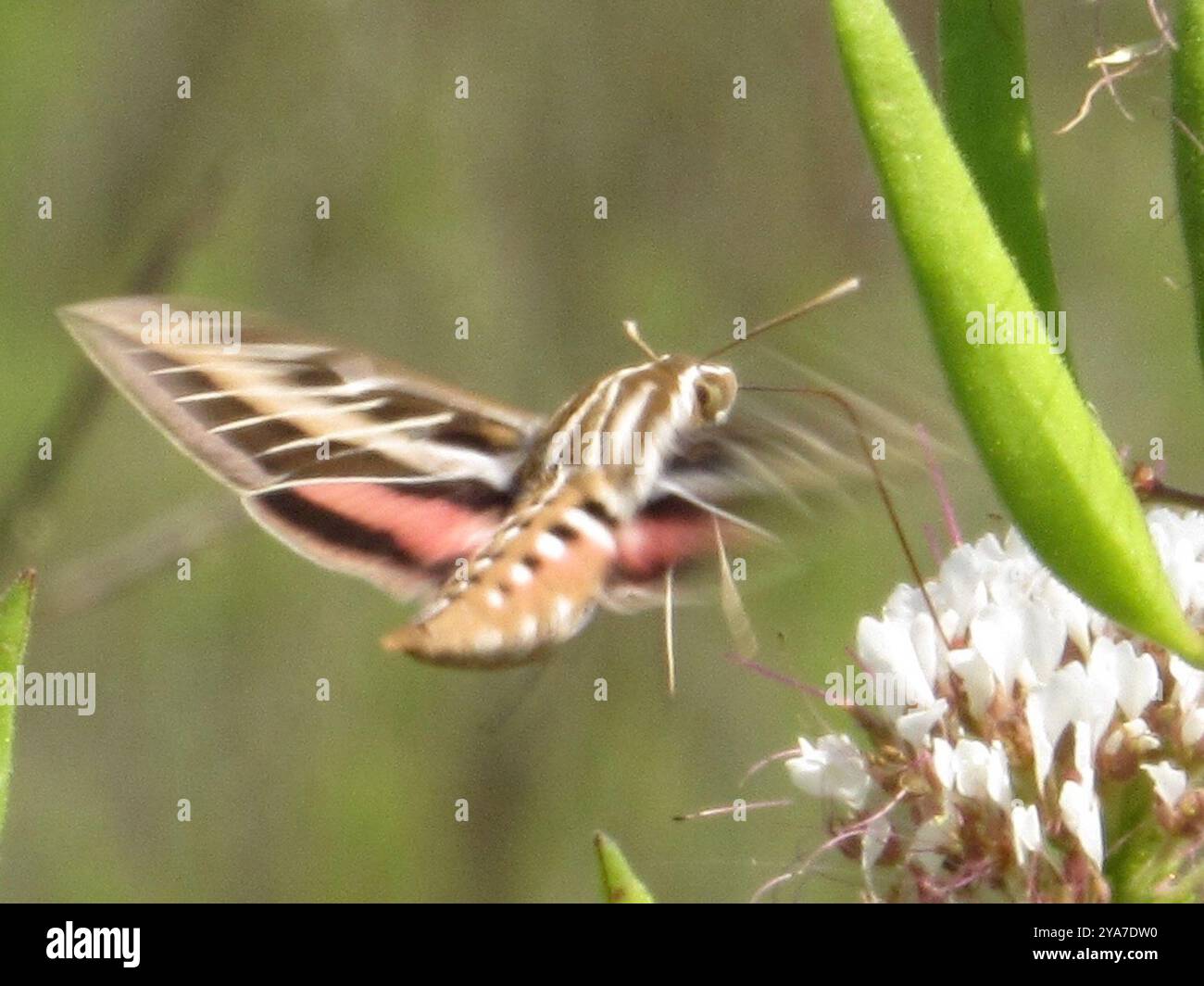 White-lined Sphinx (Hyles lineata) Insecta Stock Photo - Alamy