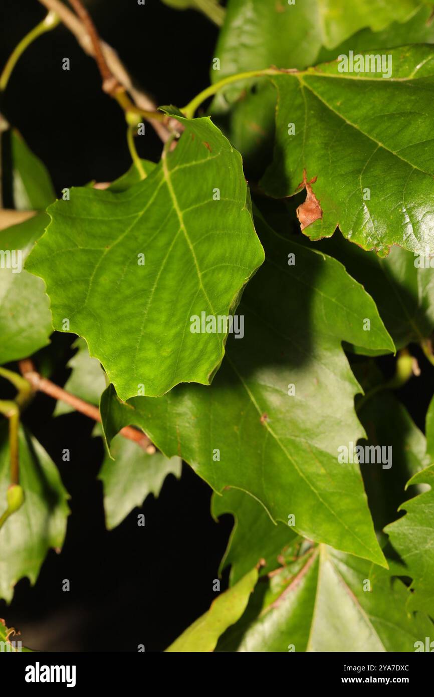 London Plane (Platanus × hispanica) Plantae Stock Photo - Alamy