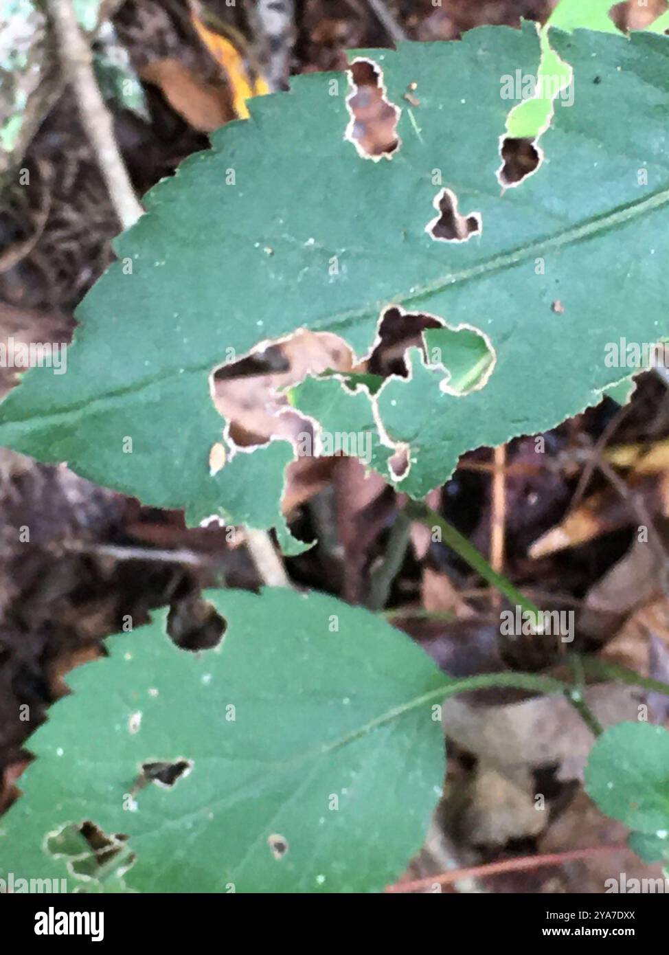 bouquet aster (Eurybia mirabilis) Plantae Stock Photo - Alamy