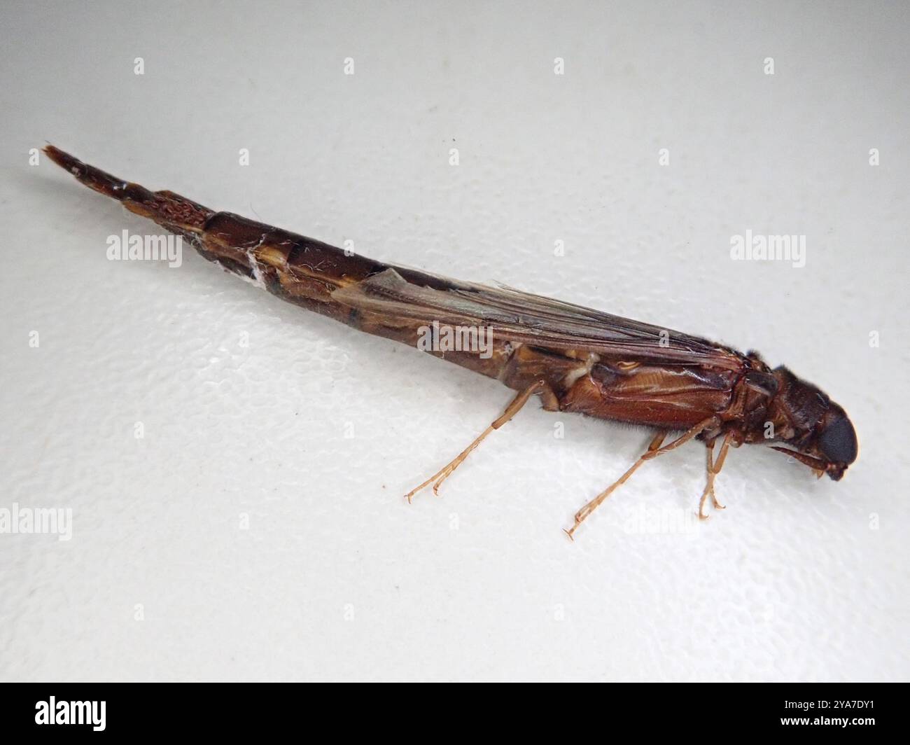 Ship-timber Beetles (Atractocerus) Insecta Stock Photo - Alamy