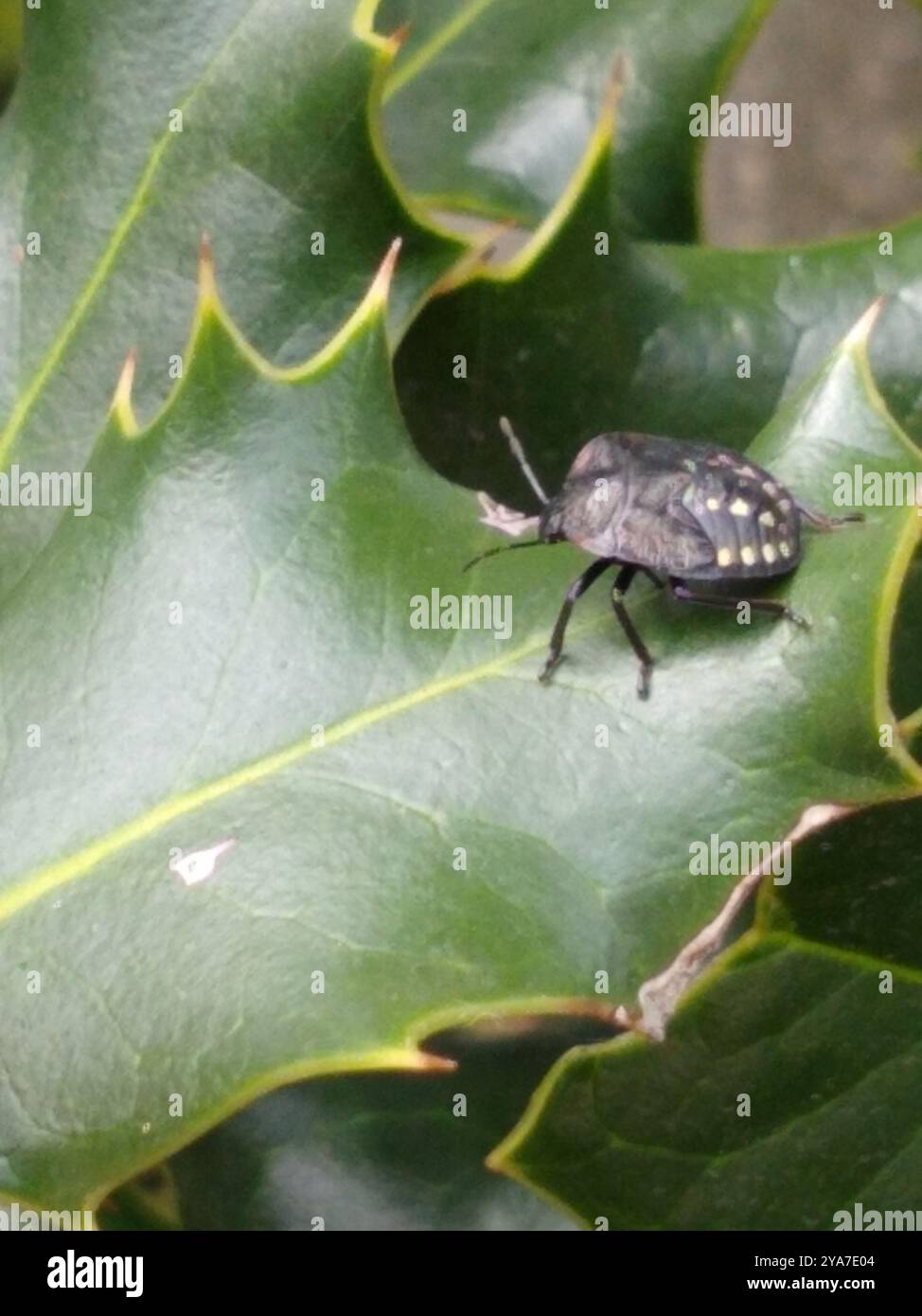 Southern Green Stink Bug (Nezara viridula) Insecta Stock Photo - Alamy