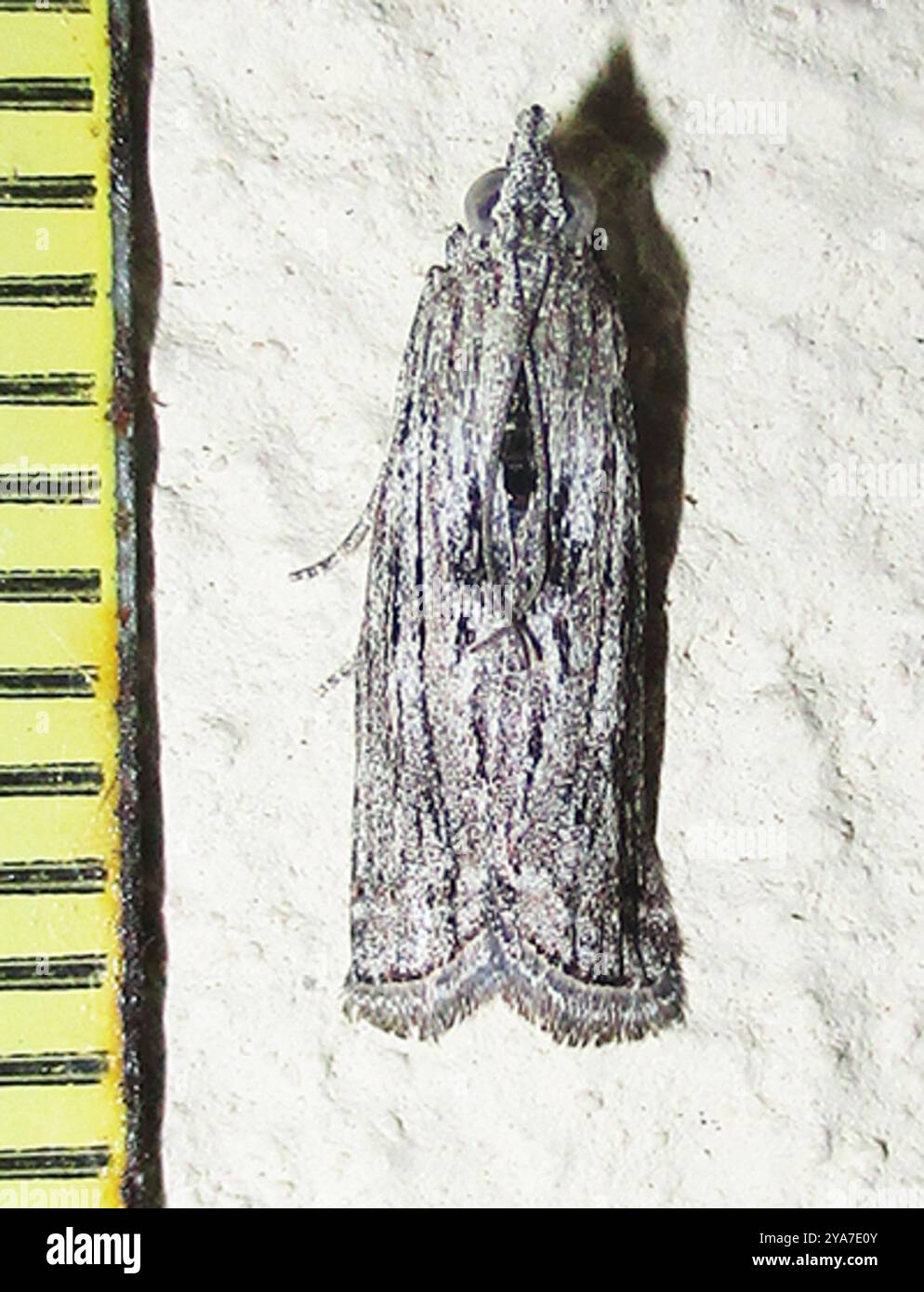 Knot-horn Moths (Phycitinae) Insecta Stock Photo - Alamy