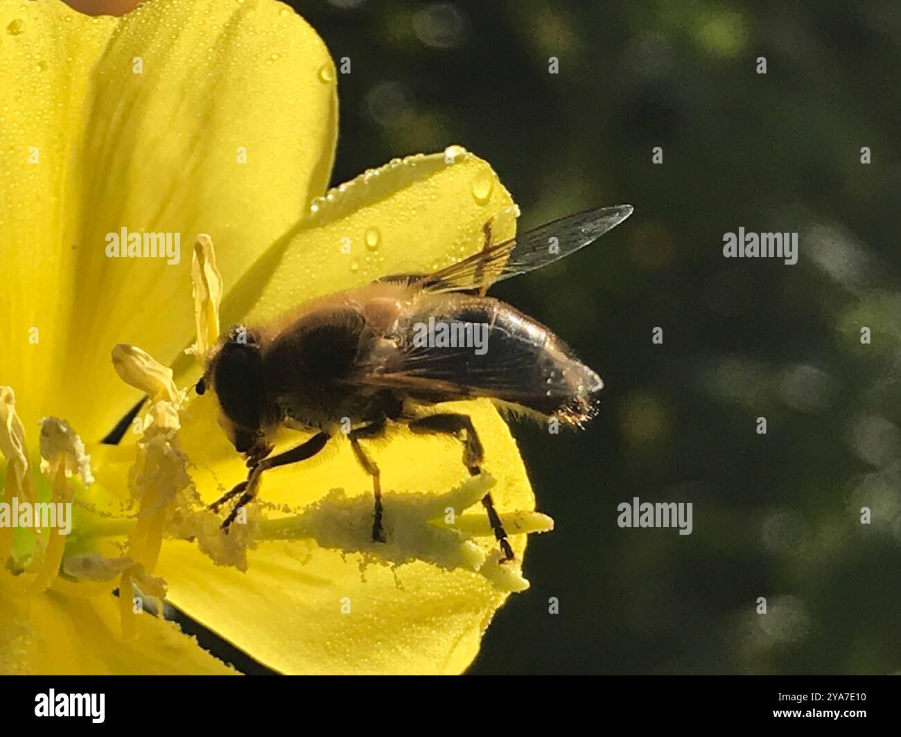 Common Drone Fly (Eristalis tenax) Insecta Stock Photo - Alamy