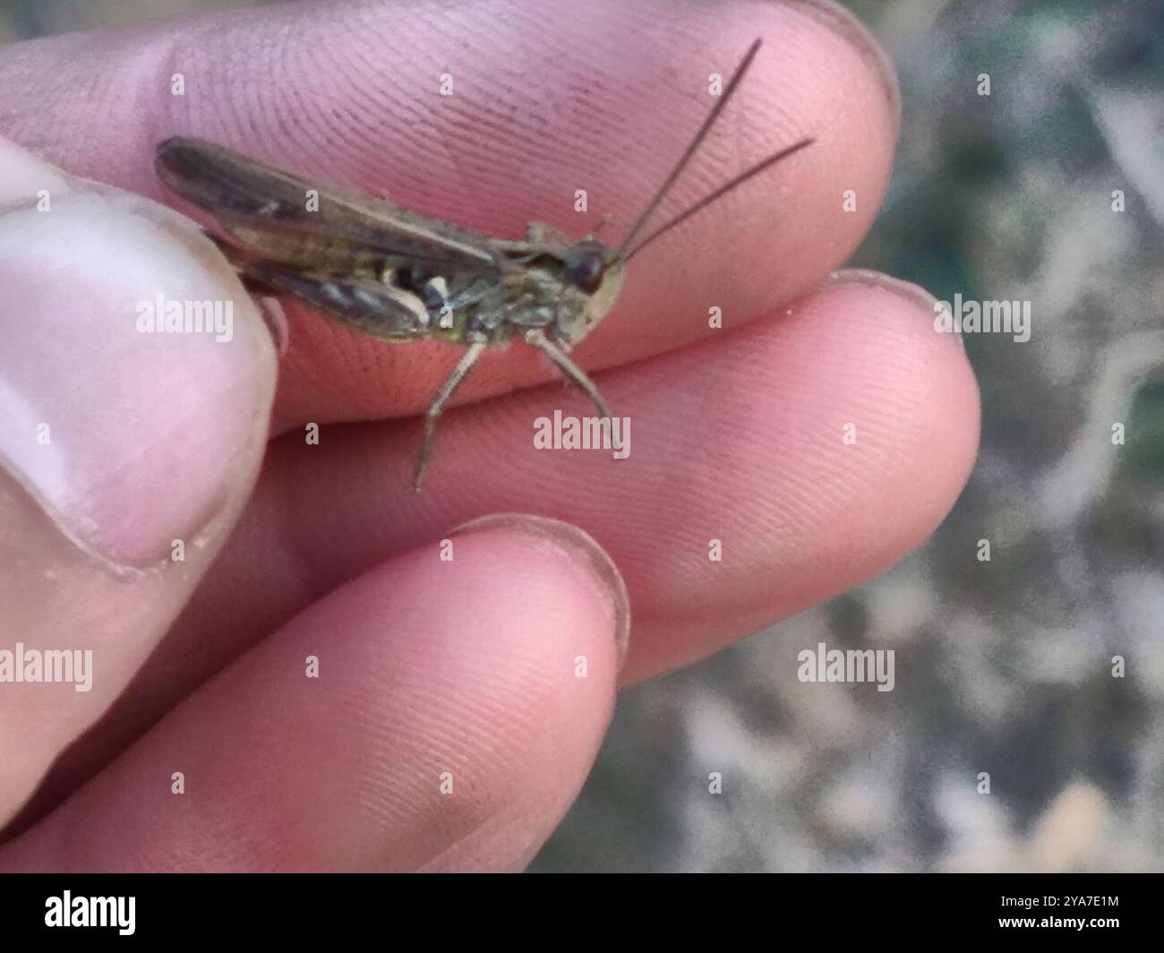 Bow-winged Grasshopper (Chorthippus biguttulus) Insecta Stock Photo - Alamy