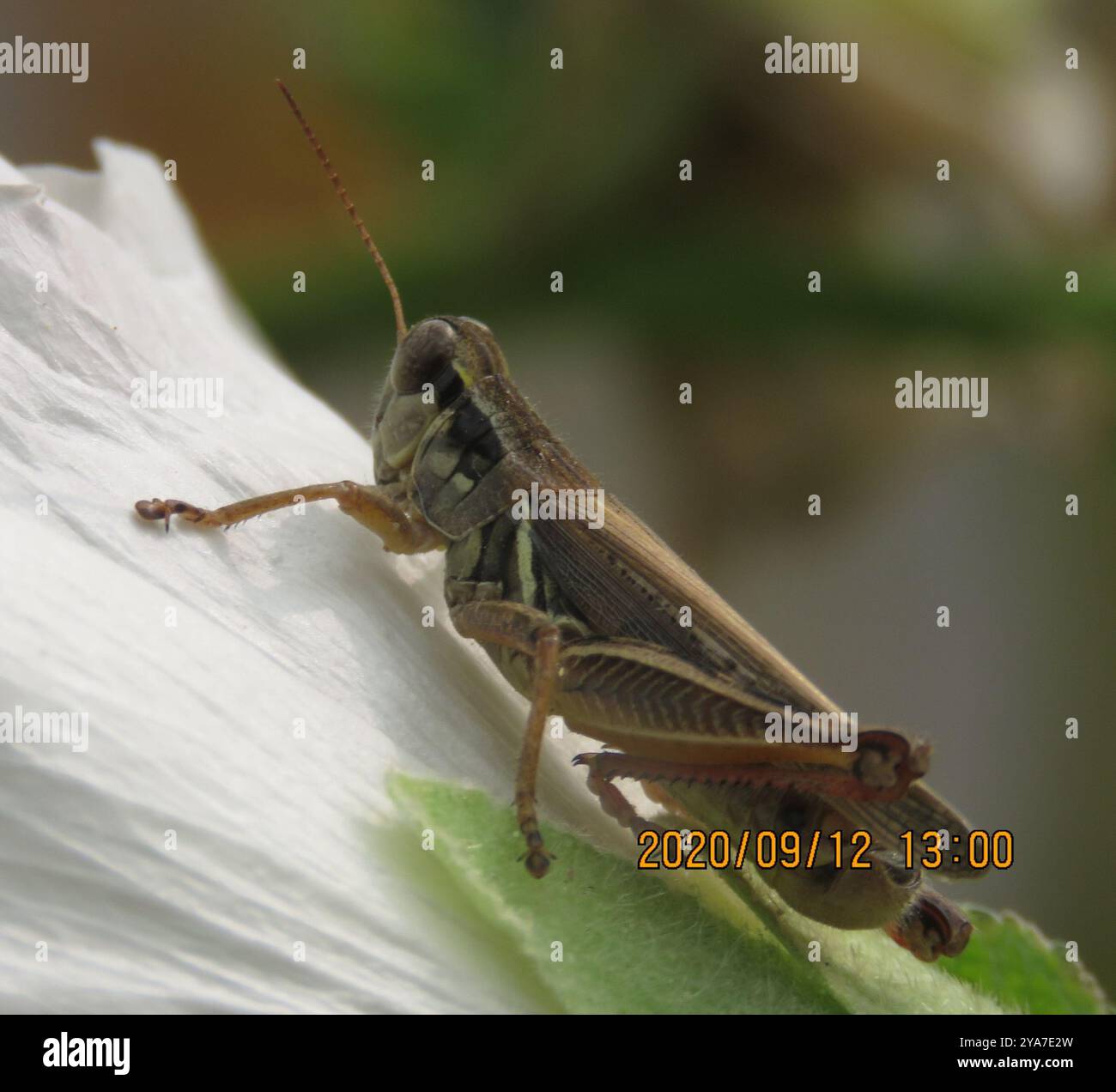 Red-legged Grasshopper (Melanoplus femurrubrum) Insecta Stock Photo - Alamy