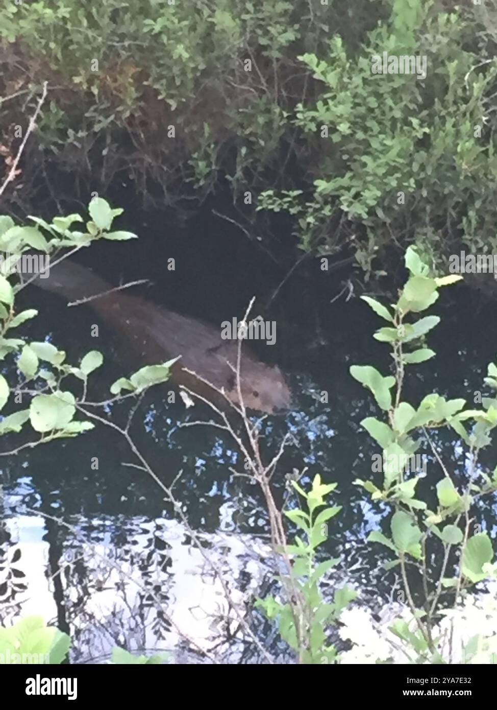 American Beaver (Castor canadensis) Mammalia Stock Photo - Alamy