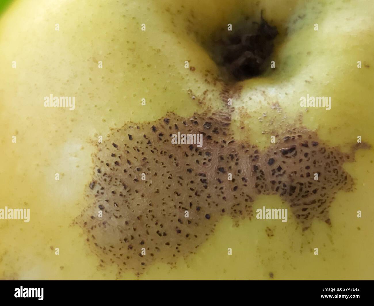 Apple Scab (Venturia inaequalis) Fungi Stock Photo - Alamy