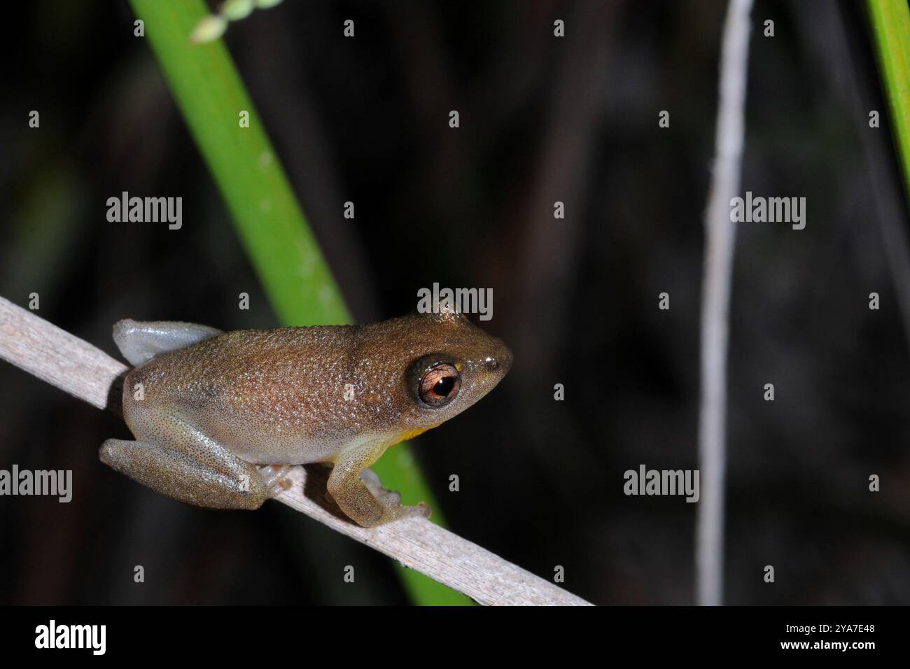 Yellow-spotted Reed Frog (Hyperolius stictus) Amphibia Stock Photo - Alamy