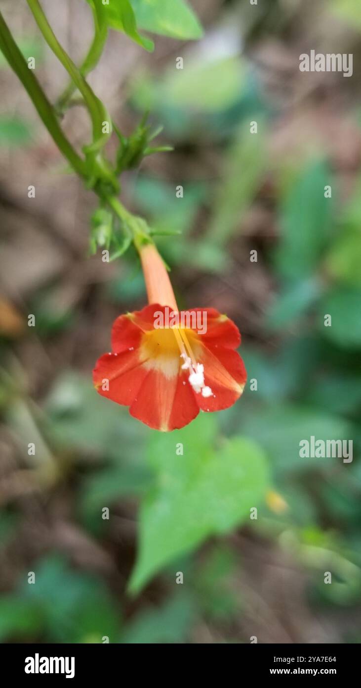 red morning glory (Ipomoea coccinea) Plantae Stock Photo - Alamy