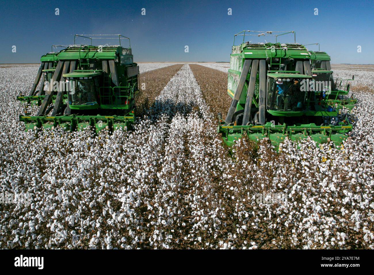 Cotton harvest with a harvester machine on a clear day on countryside ...