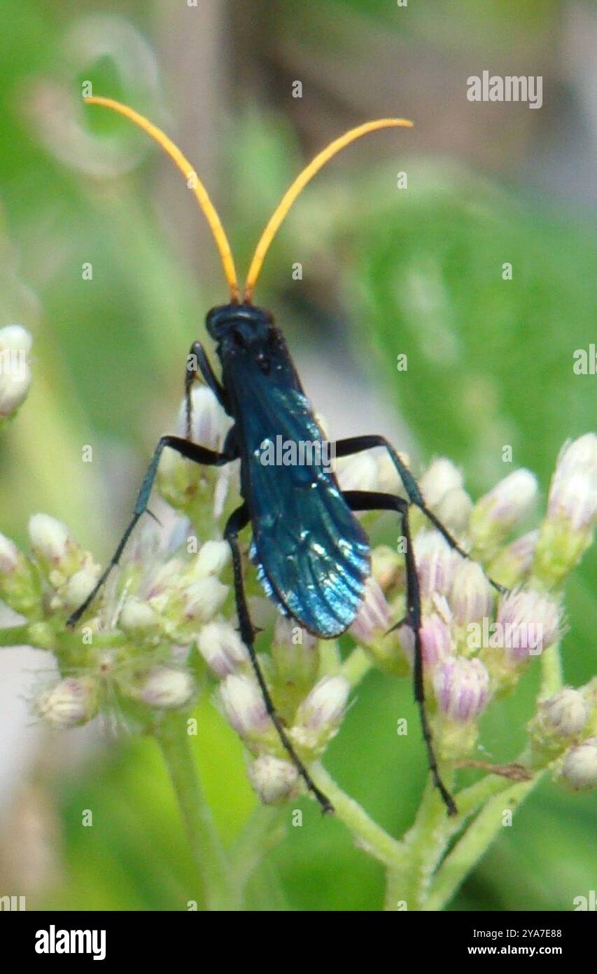 Tarantula-hawk Wasps and Allies (Pepsini) Insecta Stock Photo - Alamy
