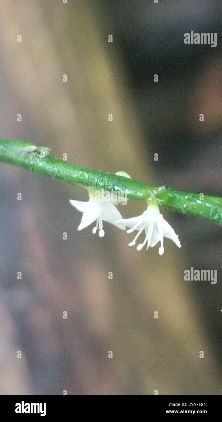 American jumpseed (Persicaria virginiana) Plantae Stock Photo - Alamy