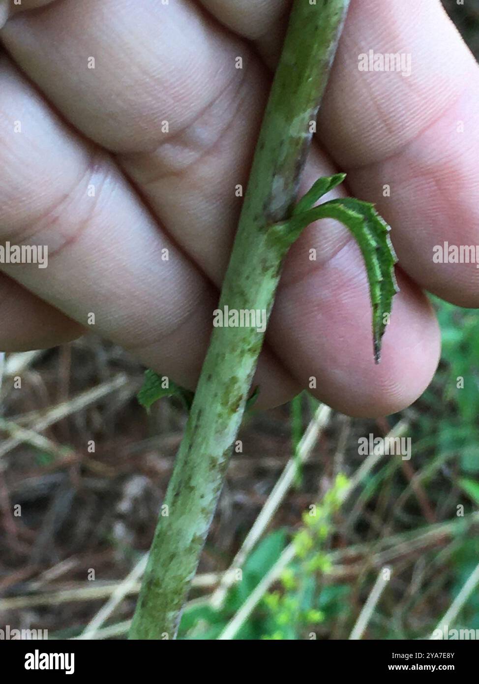 Kidney-leaf Rosinweed (Silphium compositum) Plantae Stock Photo - Alamy