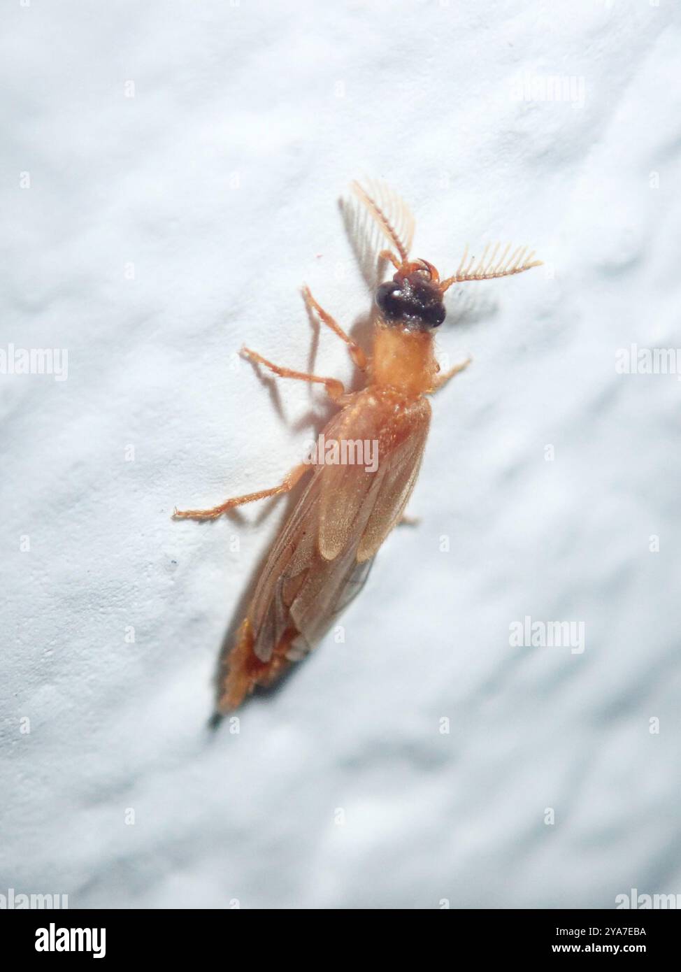 Phengodidae hi-res stock photography and images - Alamy